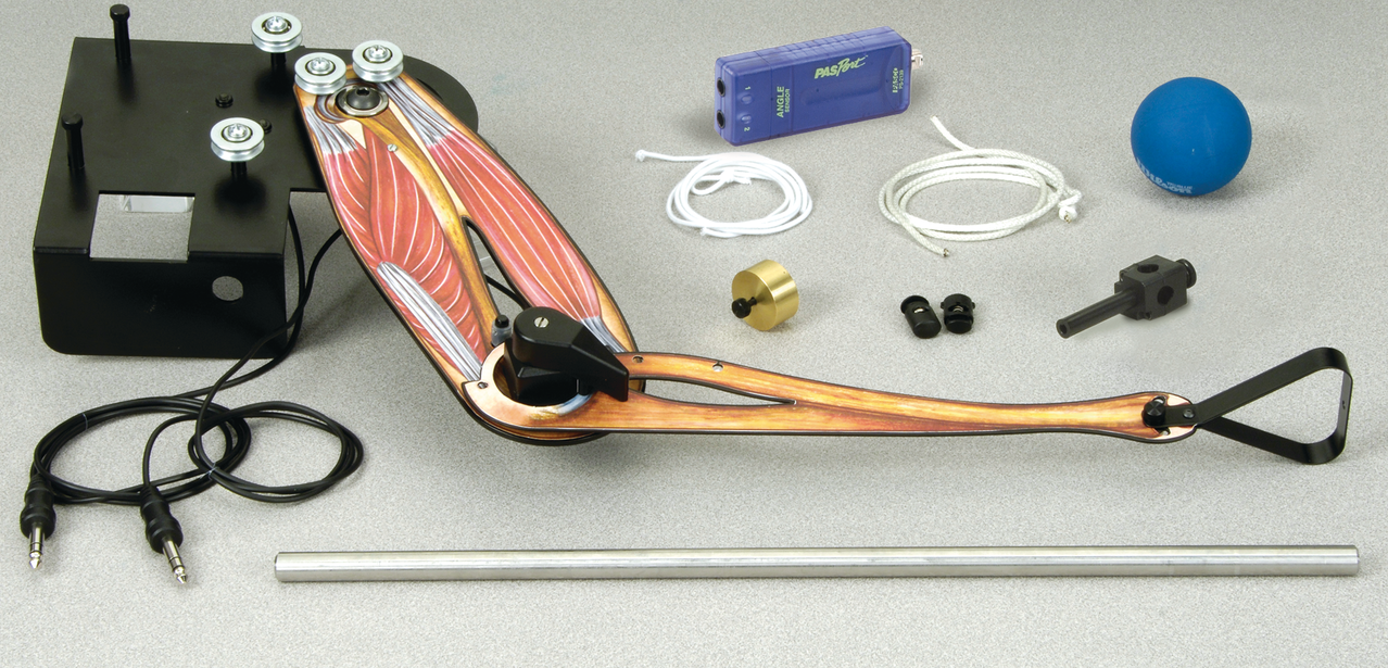 Human Arm Model – Cider House Tech